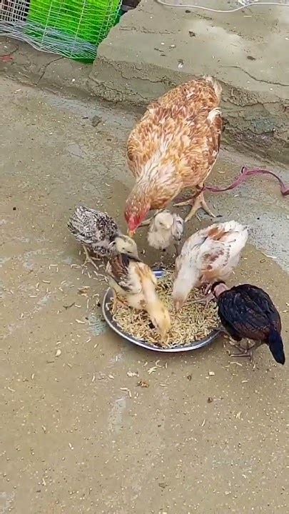 Irani Titar ♥️ Aseel Murgi Ganja Chicks 😍 Aseel Bachy Cock Petslove
