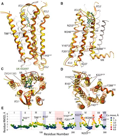Adenosine Receptor Structure