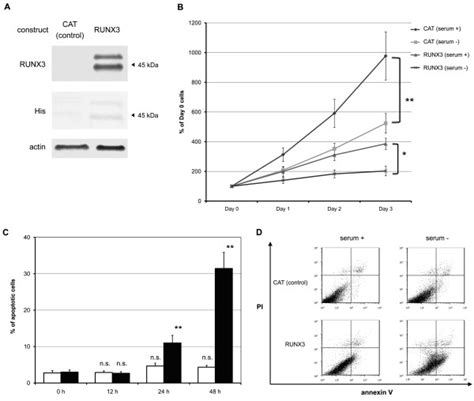 Runx3 Expression In Hep3b Cells Cat Control And Runx3 Constructs