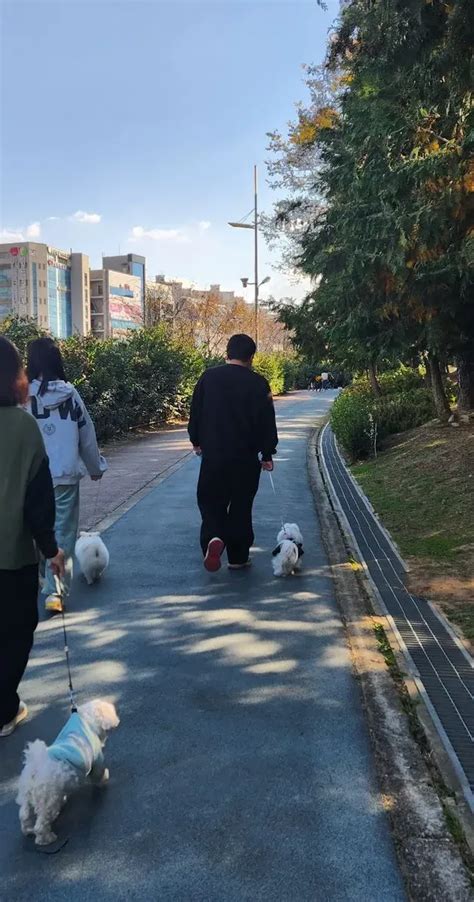 반려견 산책 교육 장수정 숨고 숨은고수