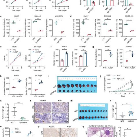 ALDOA Promotes HCC Cell Growth And Metastasis In Vitro And In Vivo