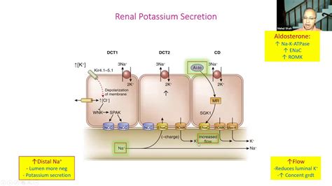Approach To Hypo And Hyperkalemia Youtube