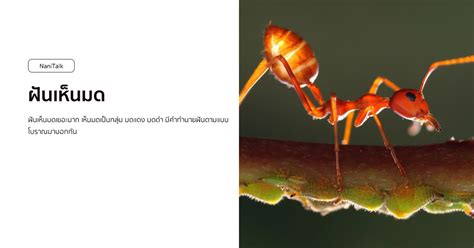 ทํานายฝันเห็นมดเยอะมาก พร้อมเลขเด็ดแม่น ๆ ฟรี