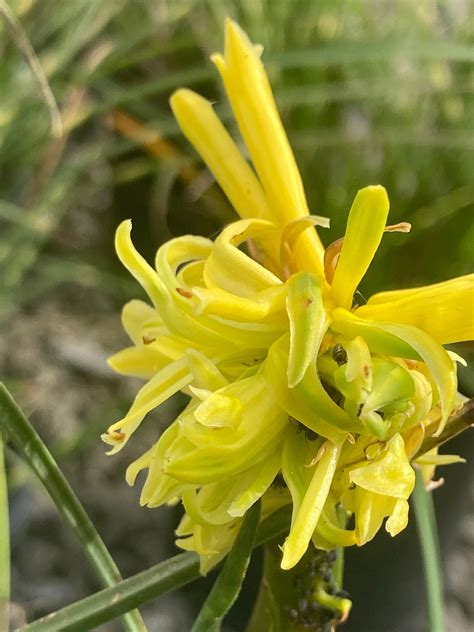 Kniphofia Bees Lemon Champion Plants
