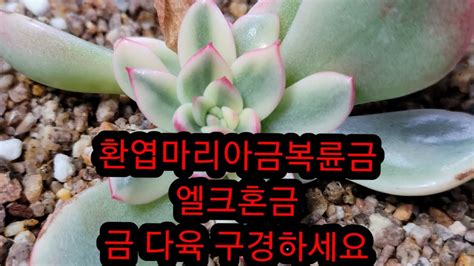 9월 7일 환엽마리아 복륜금 엘크혼금 다육 구경하세요 Youtube