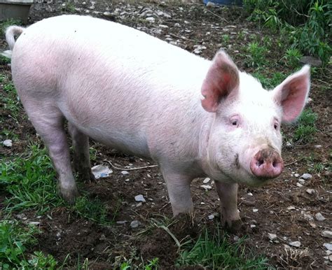 Pigs Day Approaches Pig Farming Pig Pig Pictures