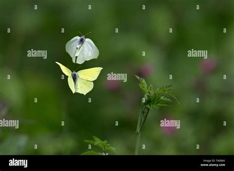 Common Brimstone Gonepteryx Rhamni Stock Photo Alamy