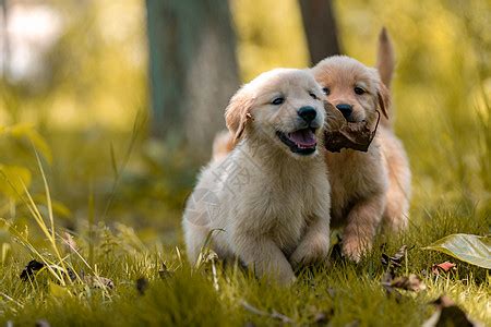 宠物图片图片 宠物图片素材 宠物图片高清图片 摄图网图片下载