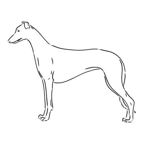 Greyhound Vector