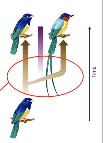 Biol 1010 Evolution Lecture 5 Flashcards Quizlet