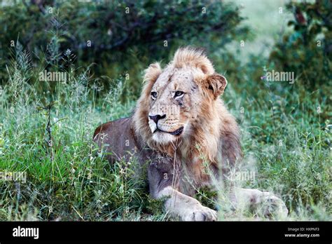 Male African Lion Panthera Leo Resting Kruger National Park