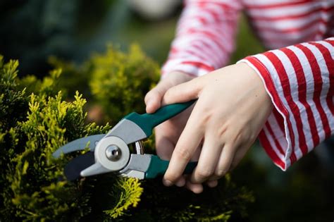 Premium Photo Closeup View Of A Womans Hand Pruning A Thuja Tree Branch With A Secateurs