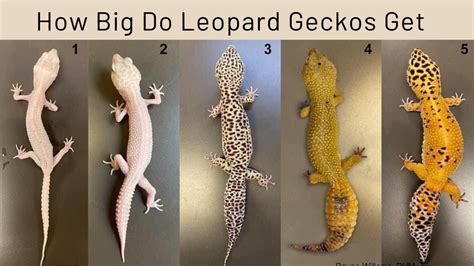Leopard Gecko Size How Big Do Leopard Geckos Get