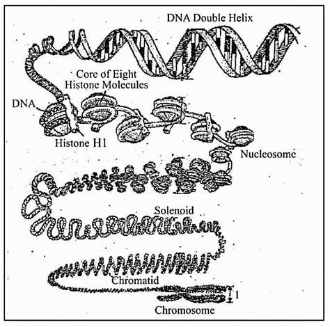 Class 12th Biology Chapter 6 Molecular Basis Of Inheritance Ncert Quick Revision Notes For Neet