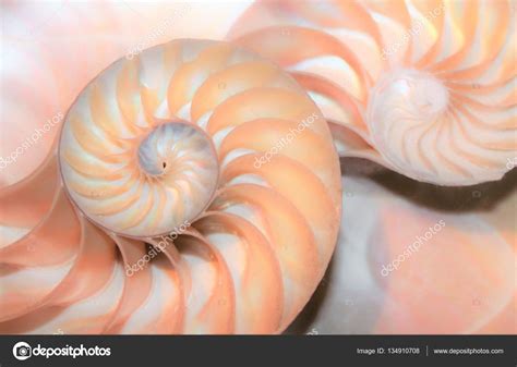 shell nautilus pearl fibonacci sequence symmetry cross section spiral shell structure golden