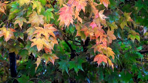 Wet Leaves Videos Download 44 Free 4k And Hd Stock Footage Clips