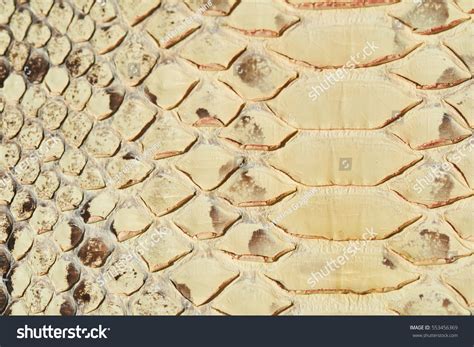 Python Skin Texture Stock Photo Shutterstock