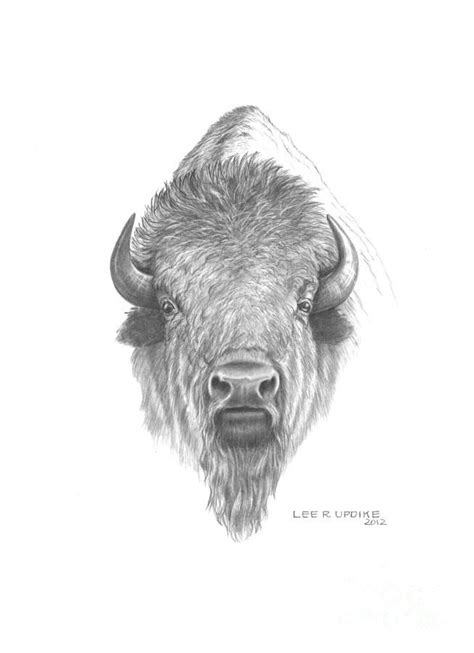 Buffalo Drawing Buffalo Art Buffalo Tattoo Bison Art