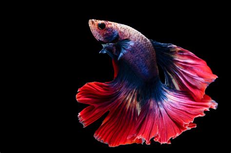 베타의 리듬은 고립 된 검은 배경을 통해 물고기 싸움 을 화려하게 복사 공간이있는 파란색과 빨간색 샴 베타 물고기의 아름다운 움직이는 순간 0명에 대한 스톡 사진 및 기타