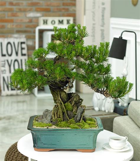 전국꽃배달상담센터 라임플라워