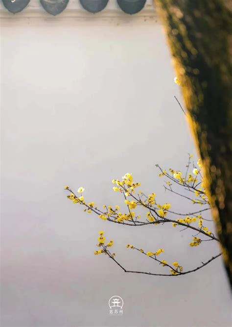 影像｜花期已至，我把曲园的春天送给你澎湃号·湃客澎湃新闻 The Paper