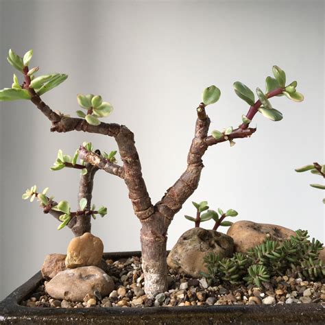 How To Prune A Jade Plant Crassula Ovata Artofit