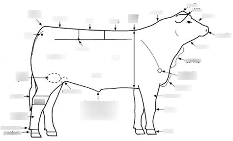 Cow Diagram Diagram Quizlet