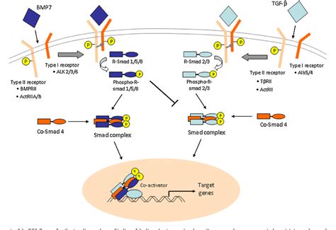 Figure 1 From Bone Morphogenetic Protein 7 A Broad Spectrum Growth