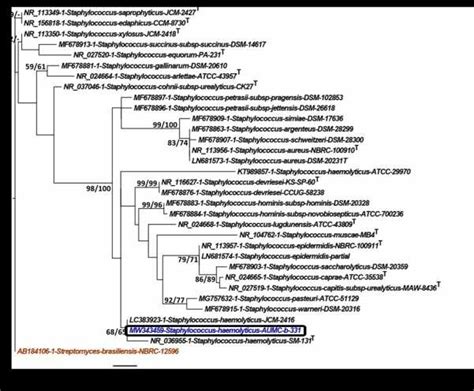 phylogenetic tree generated from mp analysis the neighbor joining tree