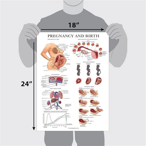 Pregnancy And Birth Anatomy Poster Anatomical Chart Of Pregnant