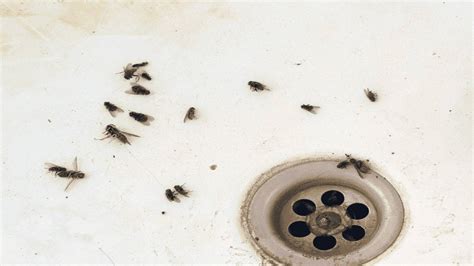 Do Flies Bite Understanding Biting Flies And How To Protect Your Home Affordable Pest Control
