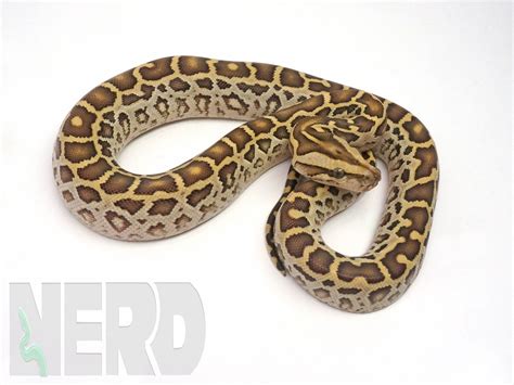 Hypo Burmese Python Traits Morphpedia