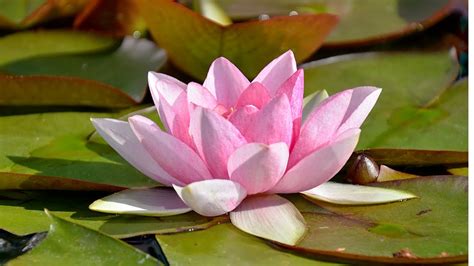 Chouk Dos Knong Beong Youtube