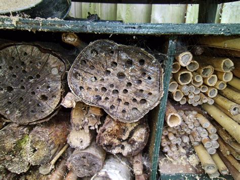 Het Paradijsje Van Jane Creatief 1 Een Insectenhotel Bouwen