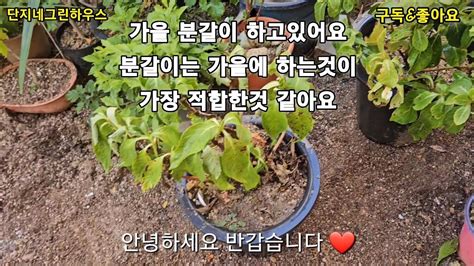 가을분갈이분갈이 시기 최적기매일매일 강행군 Youtube