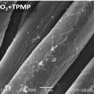SEM Images Of Pristine TiO2 TPMP And Ag Treated Cotton Sample