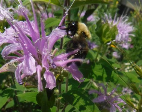 Conclusion Of Spring Nature Classes And A Look Ahead Toronto Field