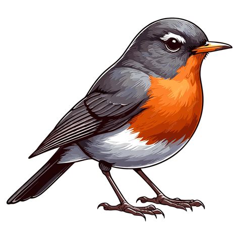 Premium Vector Cute American Robin Vector Cartoon Illustration