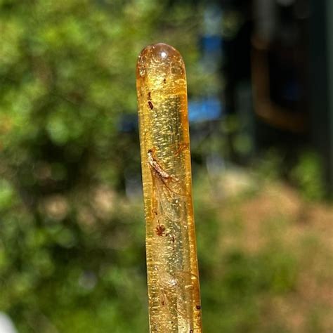 Tree Sap Etsy