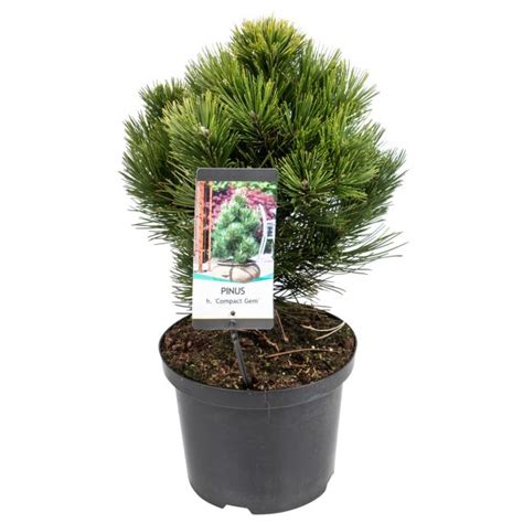 Iglavec Bor Merkur Si