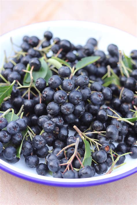 Aronia Grow Your Own Superfood Gardenista