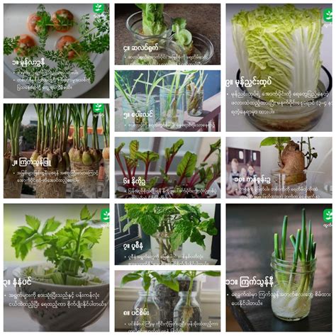 မီးဖိုချောင်သုံး ဟင်းသီးဟင်းရွက် Sarphat