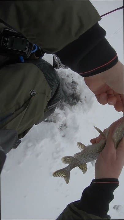 Lydeka žiemą Shorts Youtube