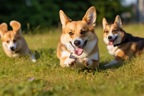 三只柯基犬在绿草地上奔跑高清图片下载 正版图片 摄图网