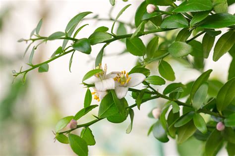 아름다운 풍경 감귤류 식물 Microcitrus 오스트랄라시카 손가락 라임 또는 캐비어 라임의 잔가지 작은 흰색과 분홍색 꽃