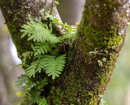 What Are Epiphytes Gulo In Nature