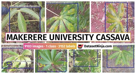 Makerere University Cassava Dataset Ninja