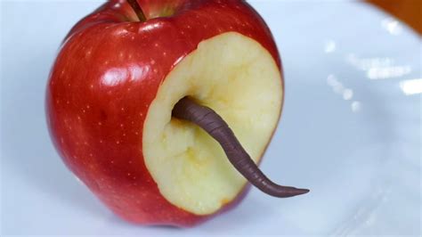 Worm In Apple Youtube