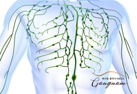 Nổi Hạch ở Cổ Dưới Cằm Là Gì Có Nguy Hiểm Hay Không