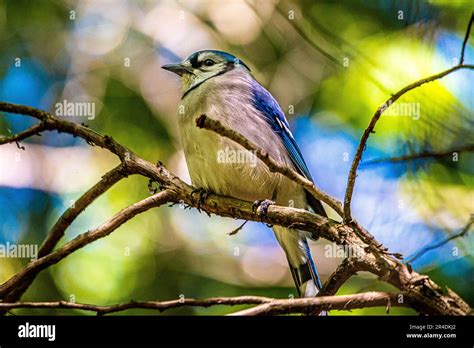 Blue Jay Birds Of Canada In The Canadian Woodland I Met A Bird The